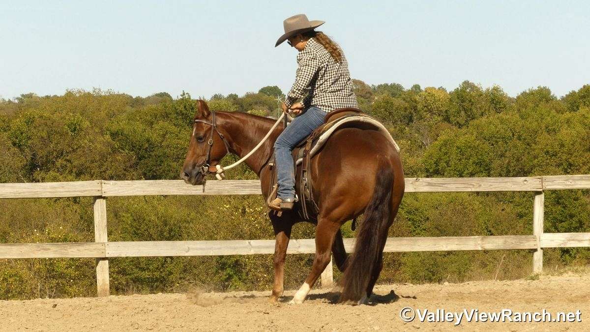 Cool Caddy Cat ~14.1hh, 2021, Sorrel AQHA Mare