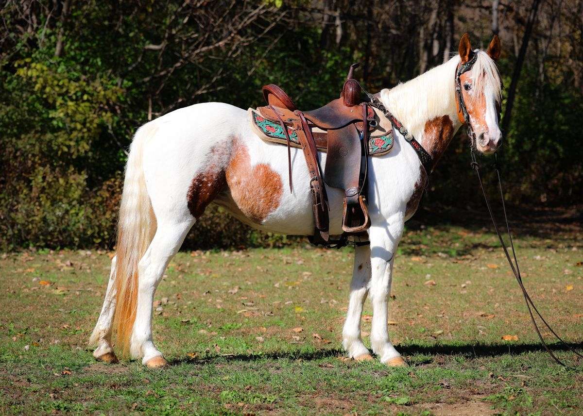 Flashy Sorrel Roan and White Paint Mare, Gentle, Trail Rides, Quiet