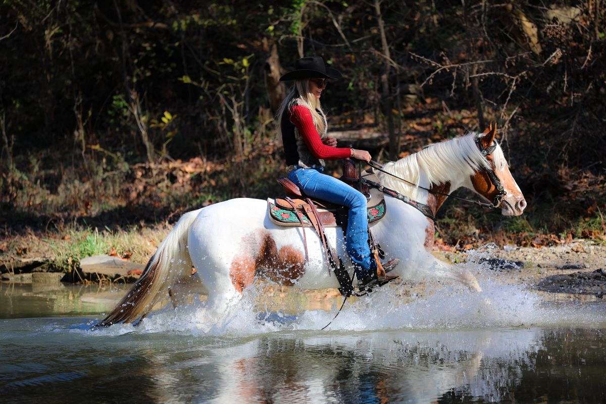Flashy Sorrel Roan and White Paint Mare, Gentle, Trail Rides, Quiet