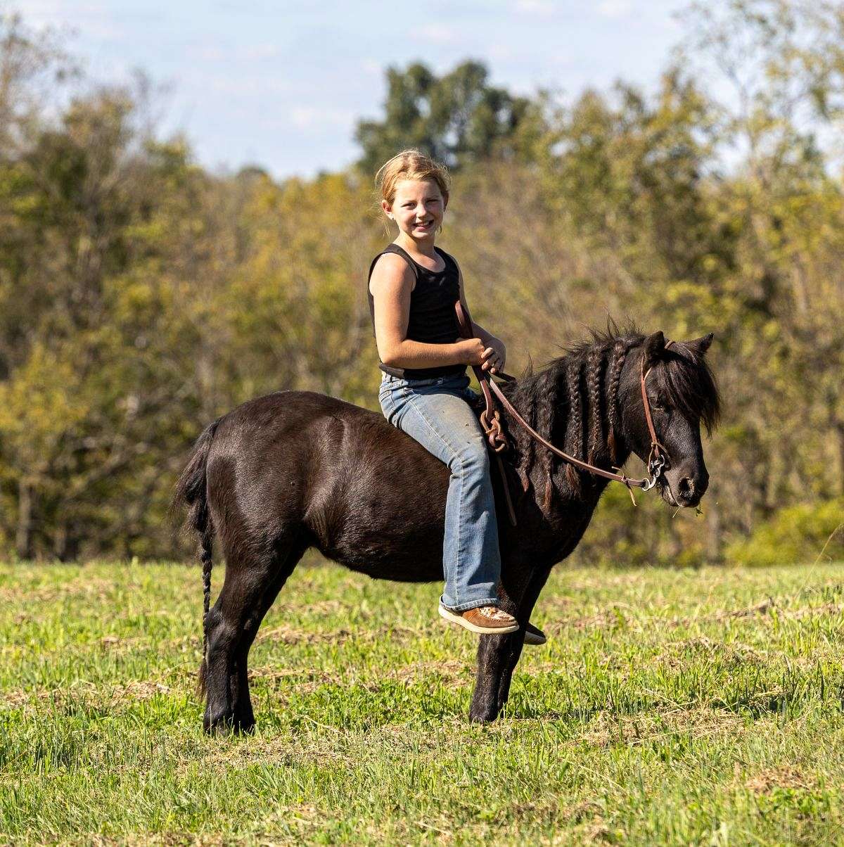 Ringo - Gentle Black Gelding Pony – Rides and Drives, Safe, Very Friendly