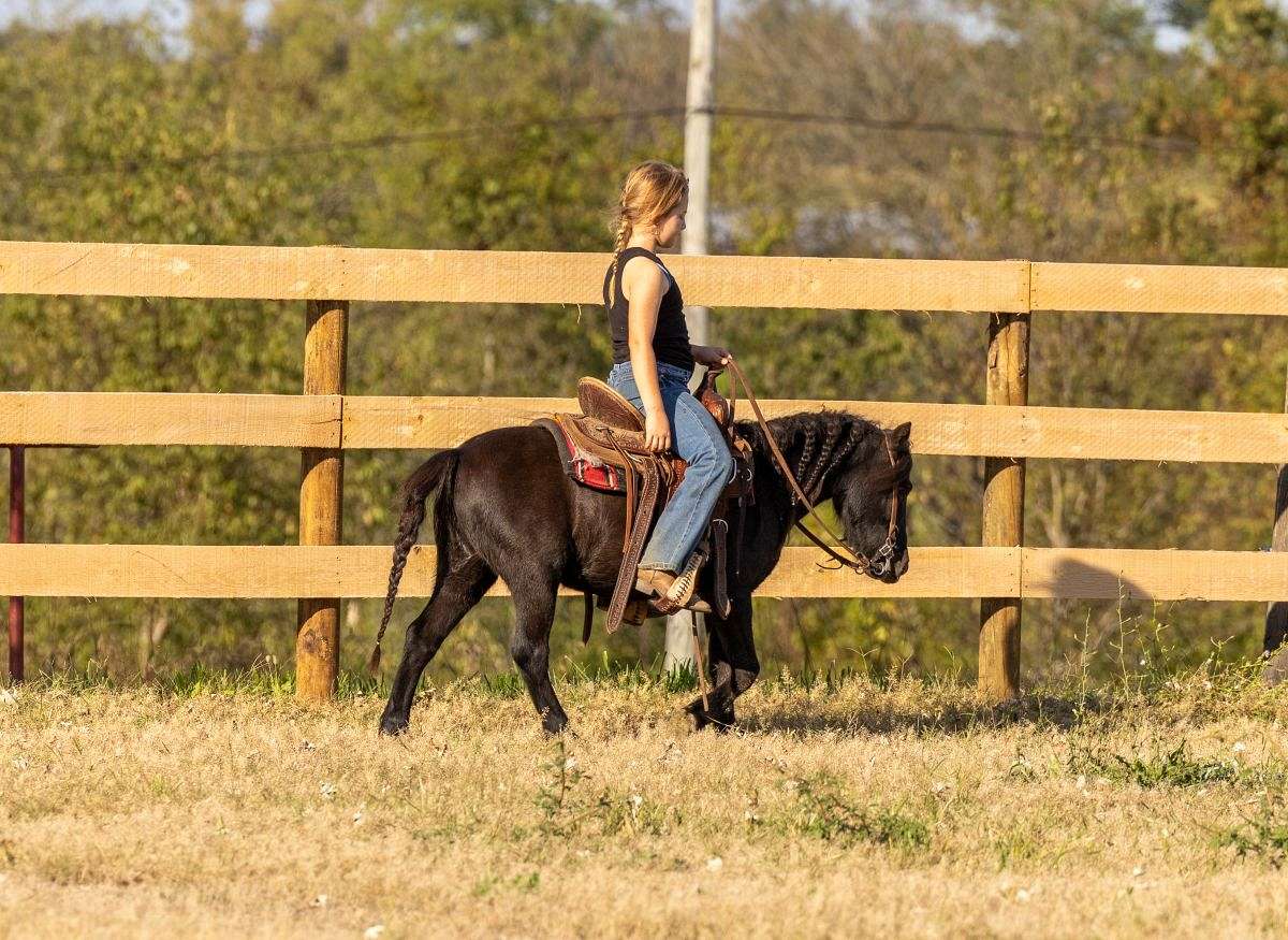 Ringo - Gentle Black Gelding Pony – Rides and Drives, Safe, Very Friendly