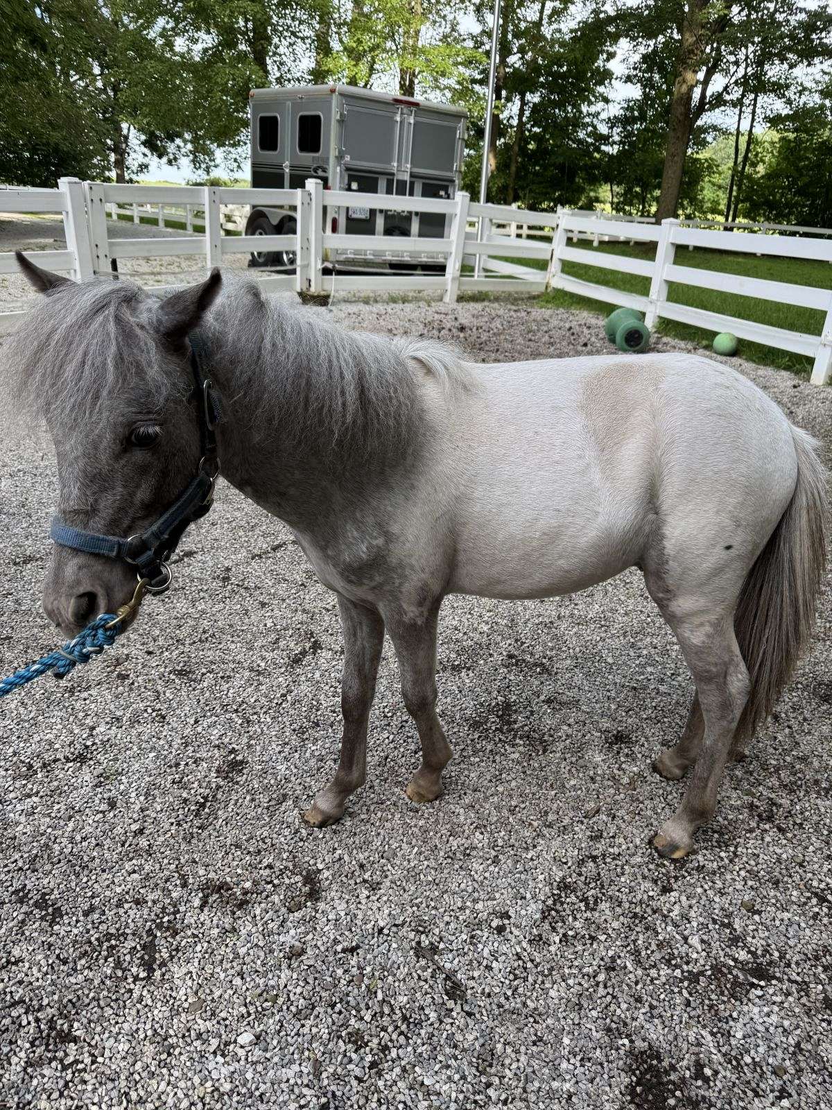 Falabella Miniature Stallion – Few Spot Beauty!