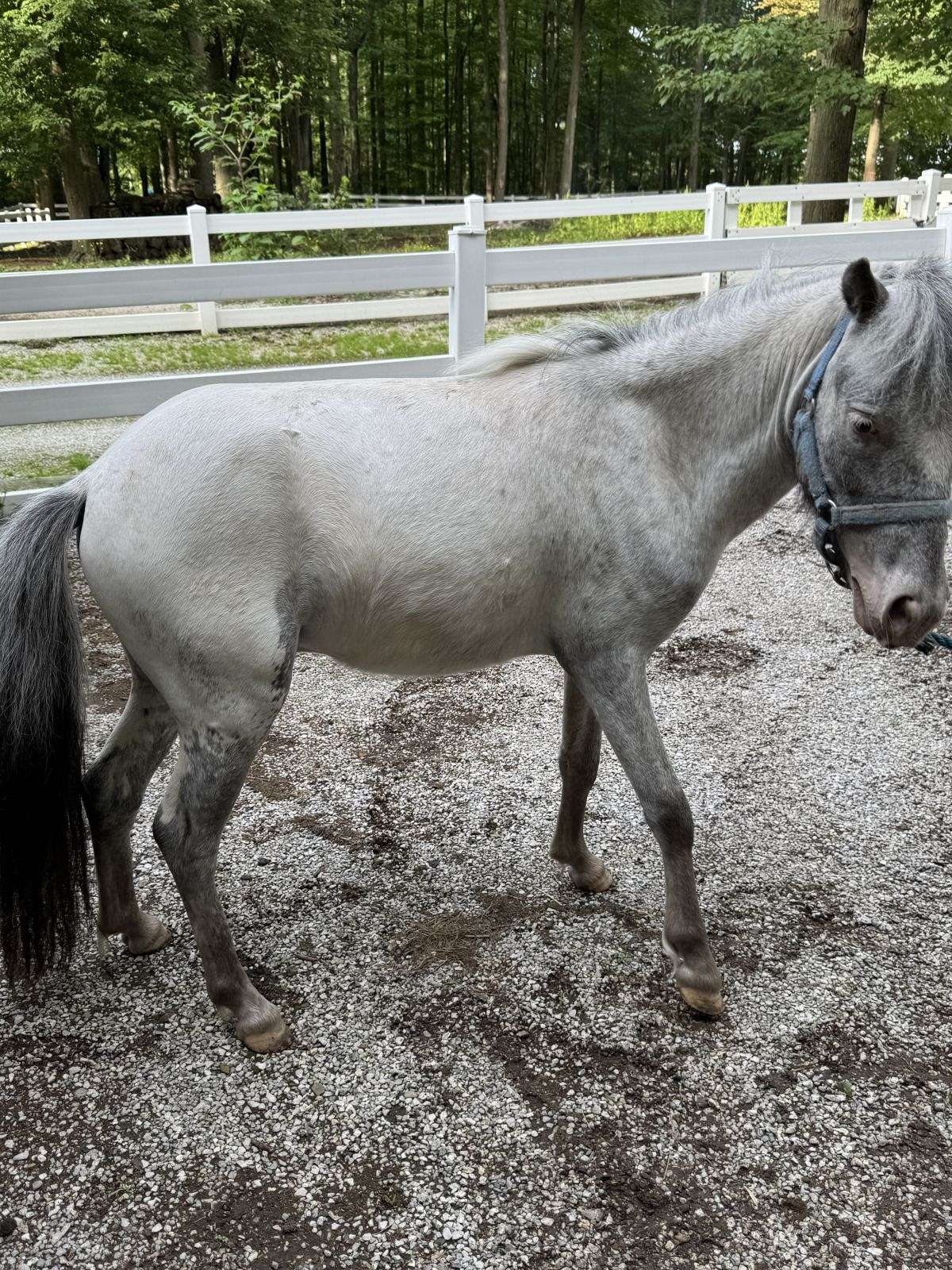 Falabella Miniature Stallion – Few Spot Beauty!