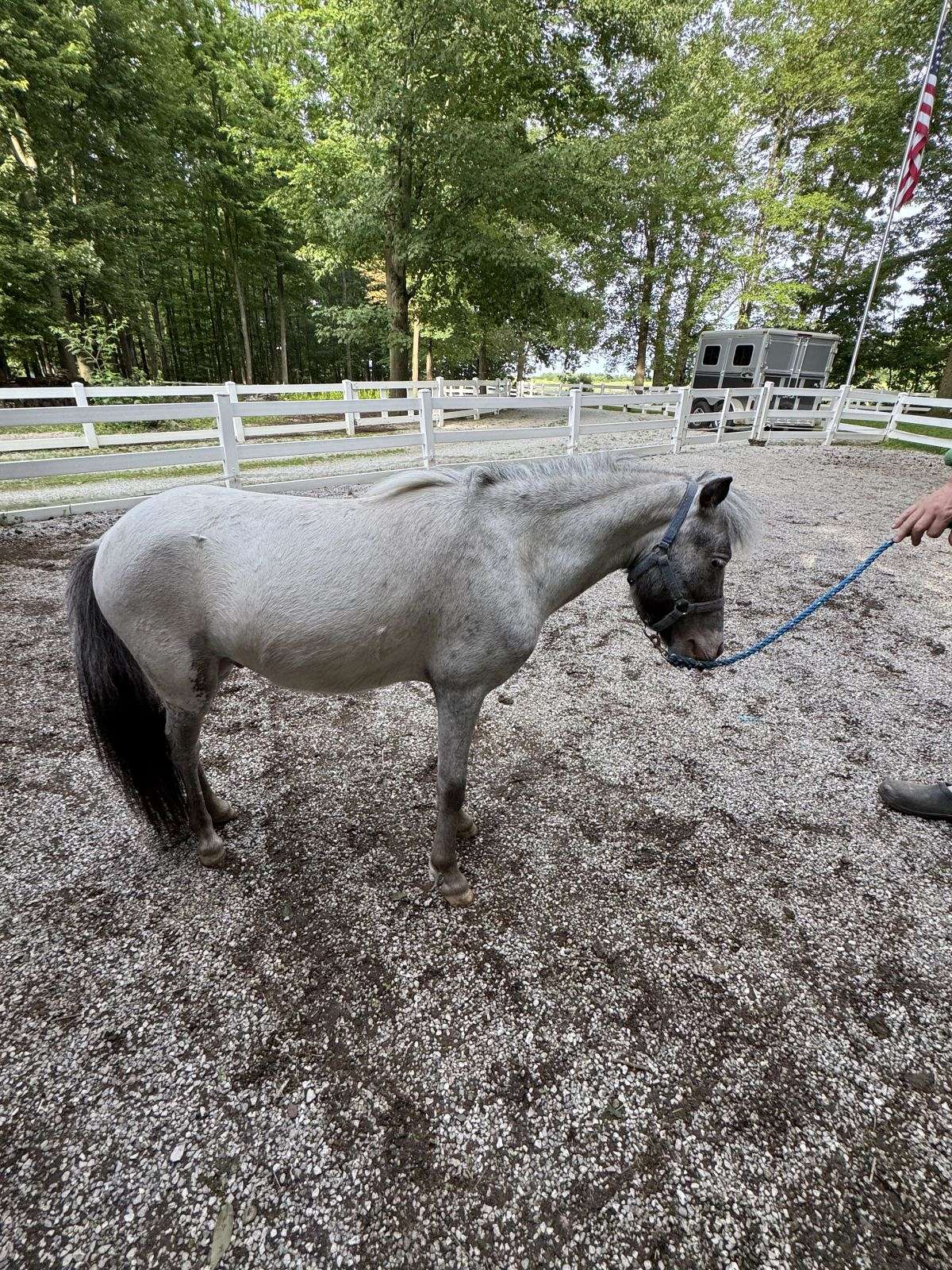 Falabella Miniature Stallion – Few Spot Beauty!