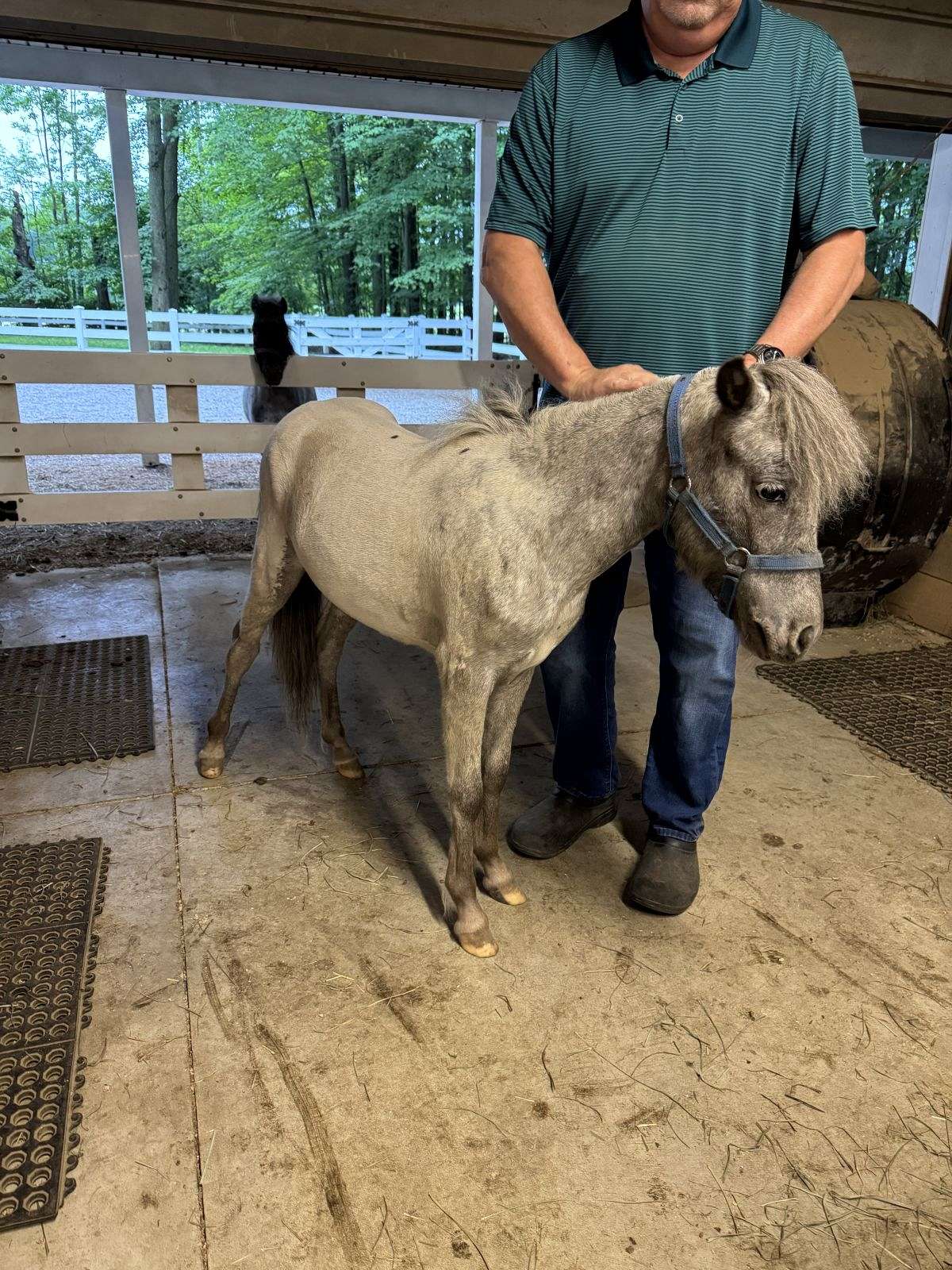 Falabella Miniature Stallion – Few Spot Beauty!