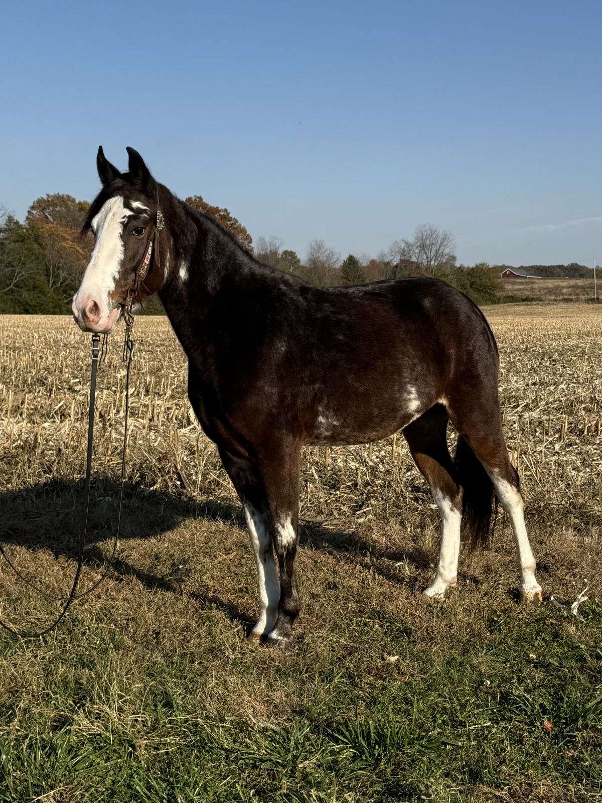Roxy Flashy Sabino Gaited Mare