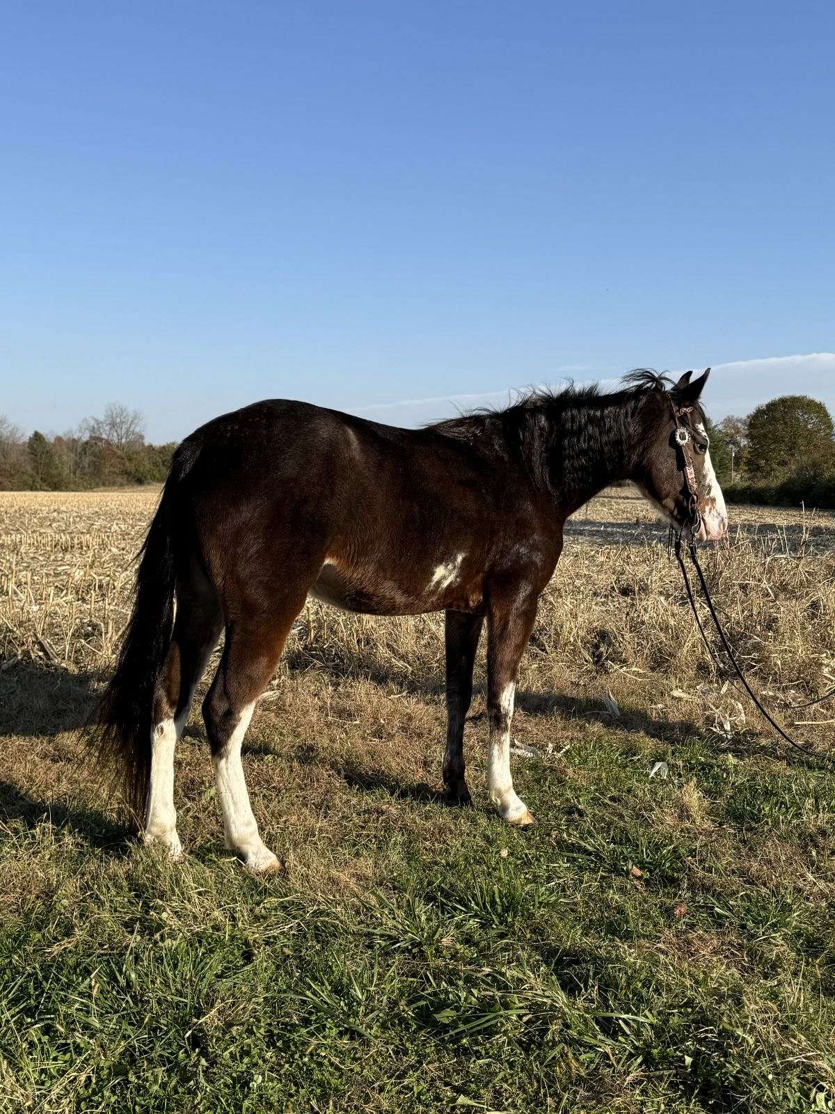 Roxy Flashy Sabino Gaited Mare