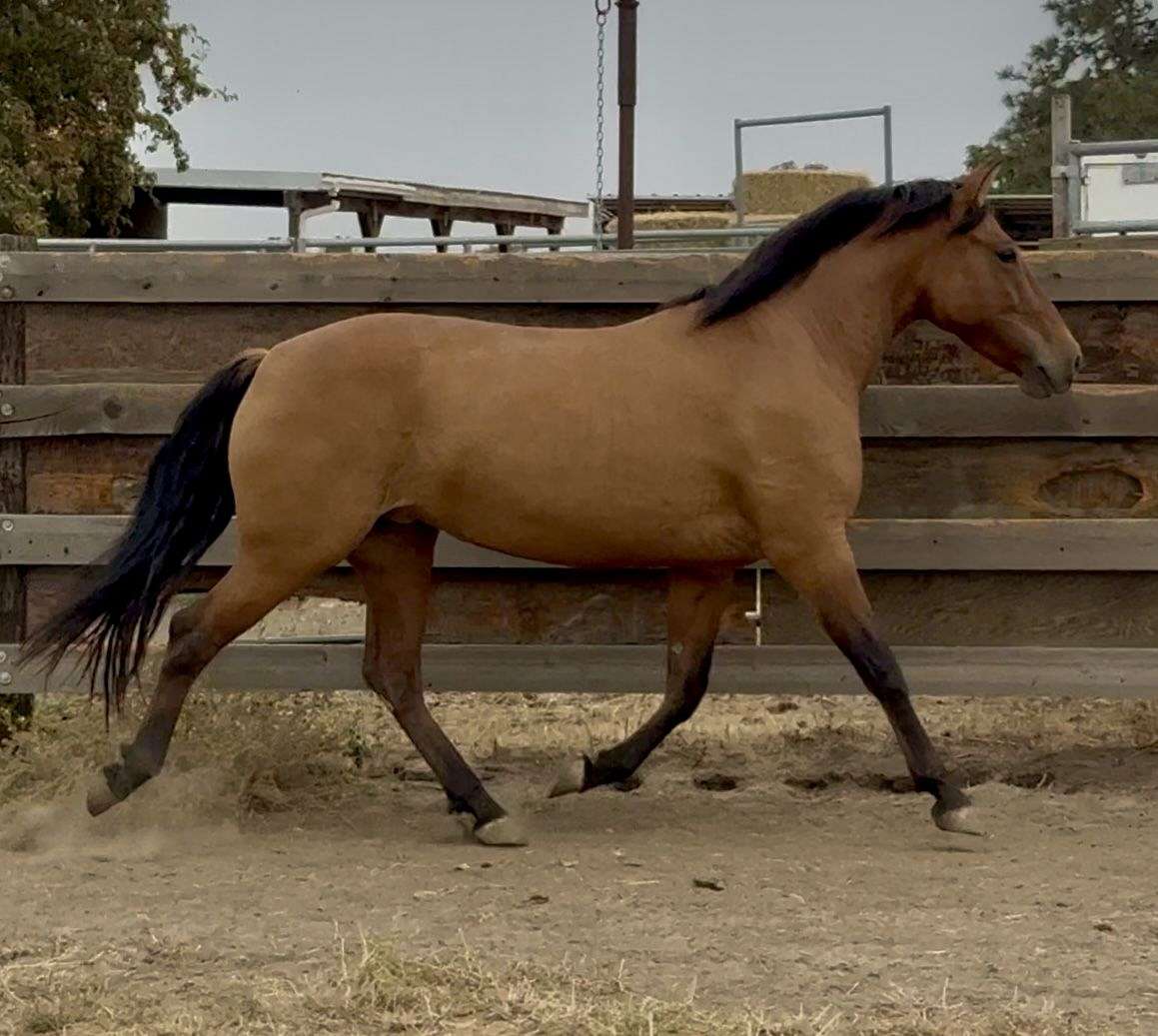 Bay Dun Andalusian Mare