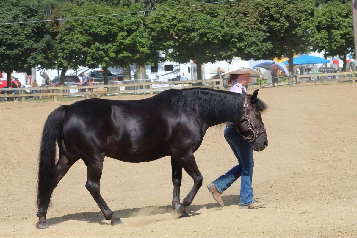 Heart of Gold Pony Alert