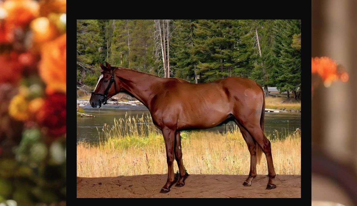 Quality Thoroughbreds