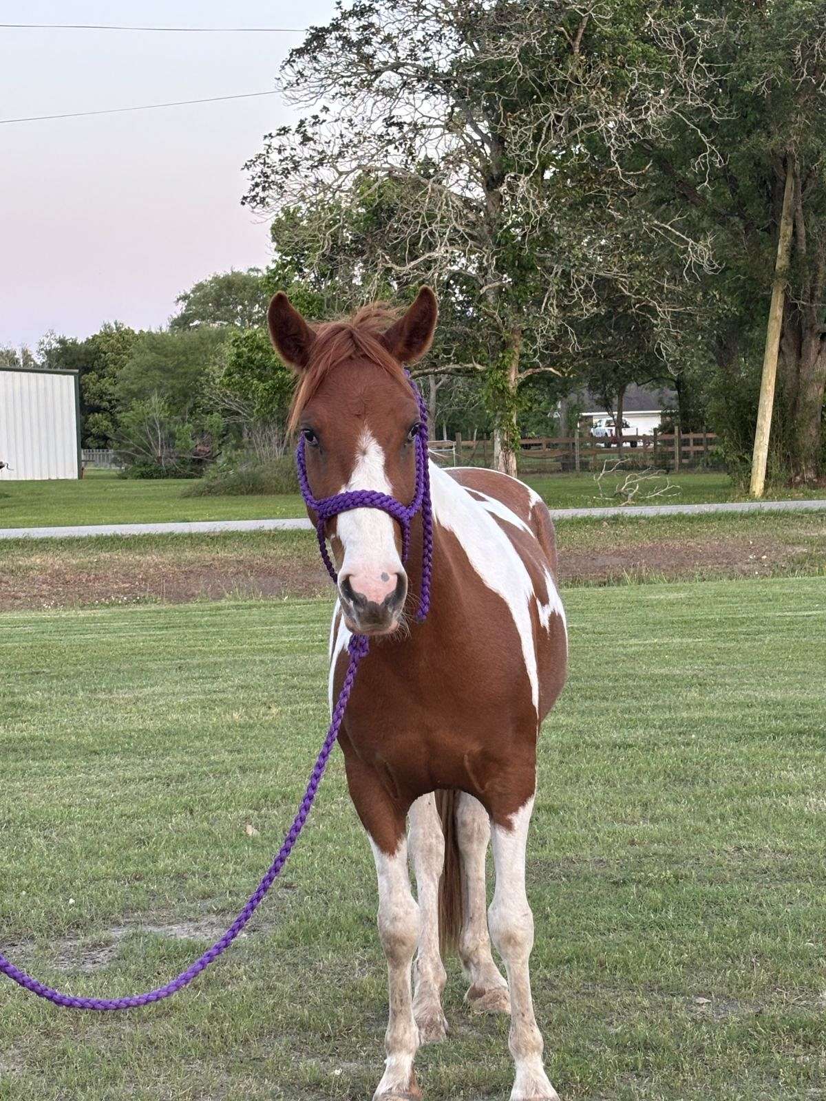 Super Cute Paint Mare Pony
