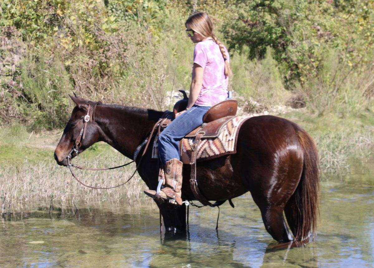 Full Video 2018 Beginner/Family Safe AQHA 14.1 Hand Mare