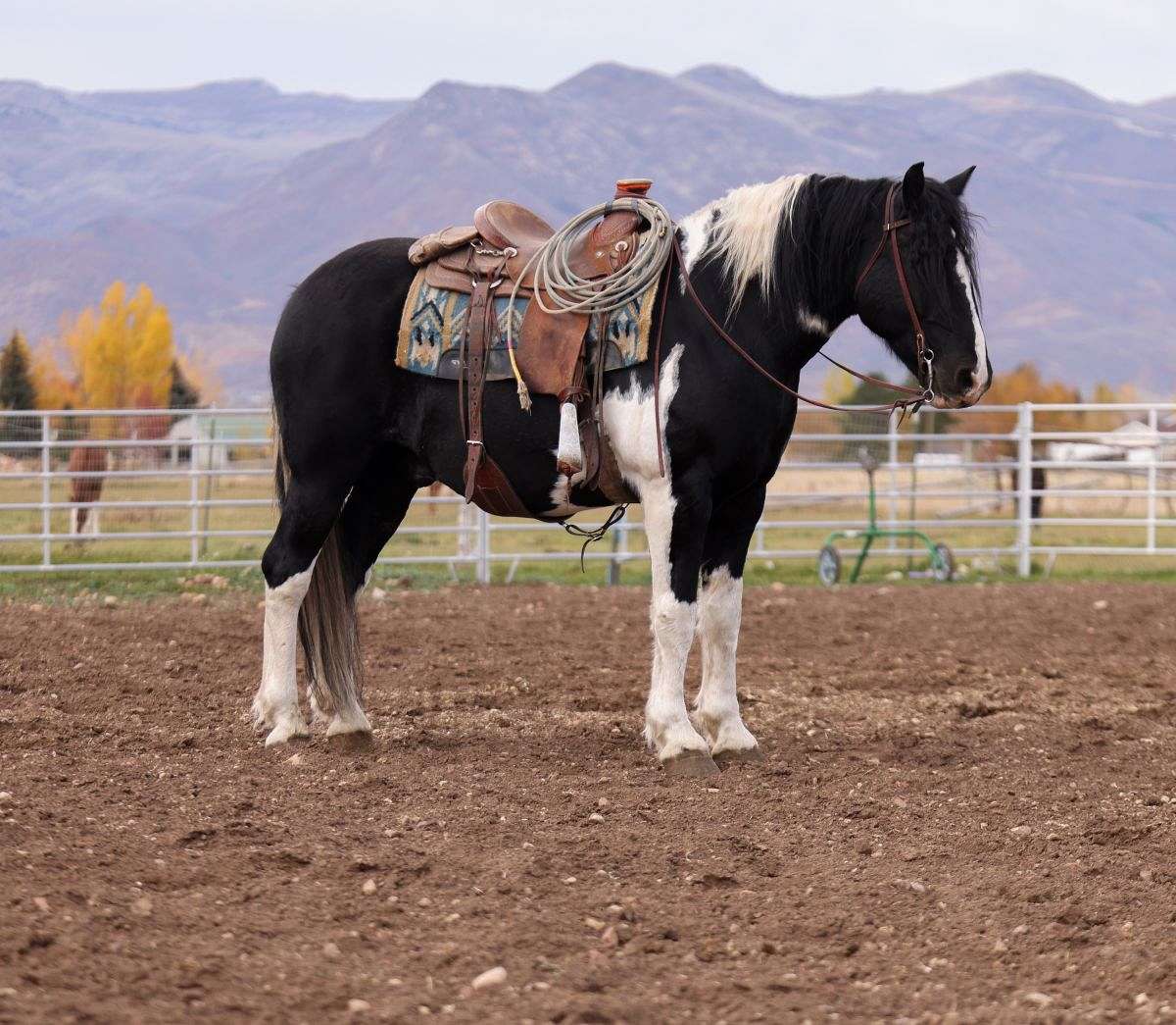 Gentle Draft Cross Gelding