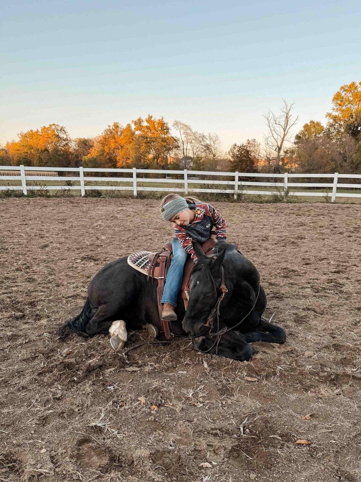 Watch Video! Friesian Pony Cross Rides/Drives/Tricks