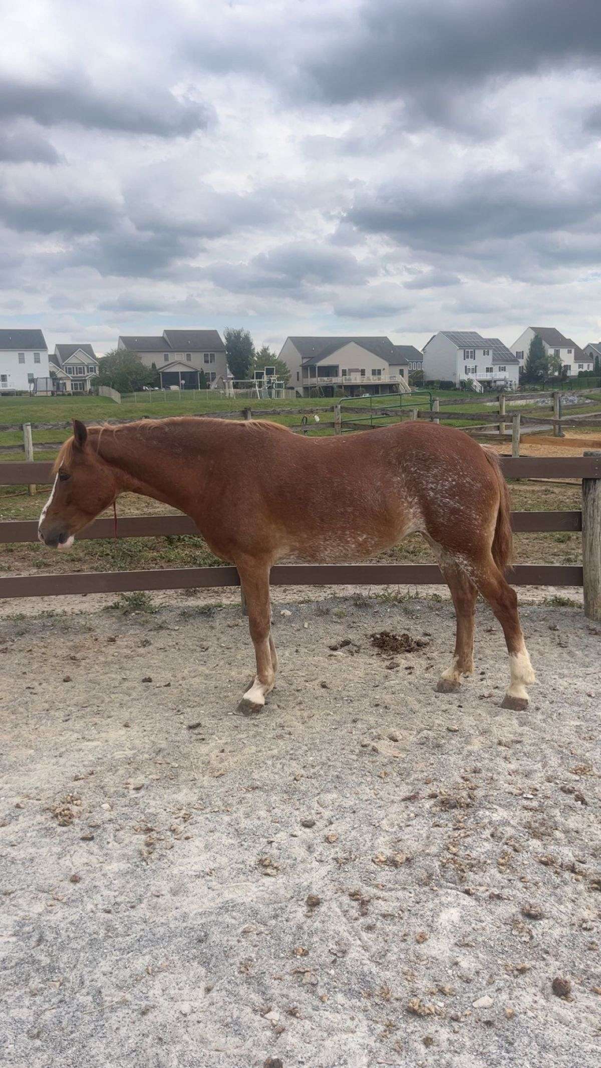 Cute All Around Mare