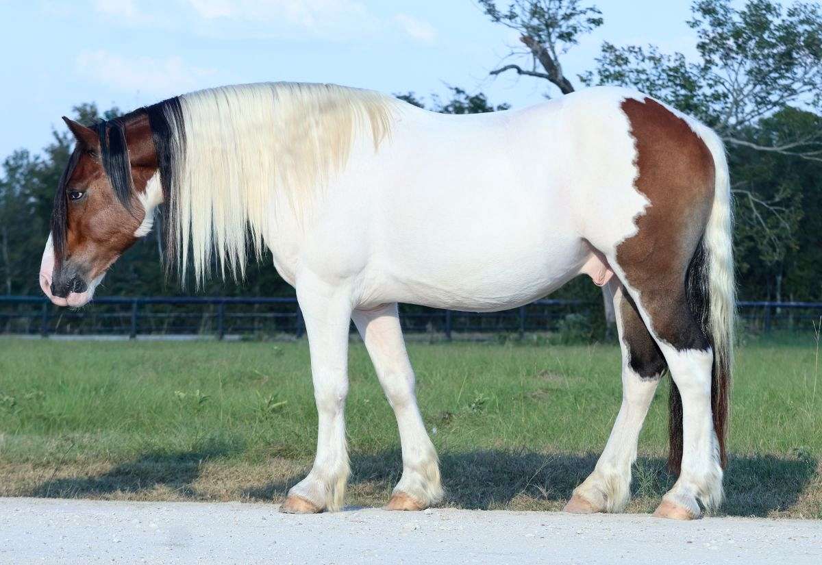 ⭐️Showstopper / Trail Ride Deluxe ⭐️