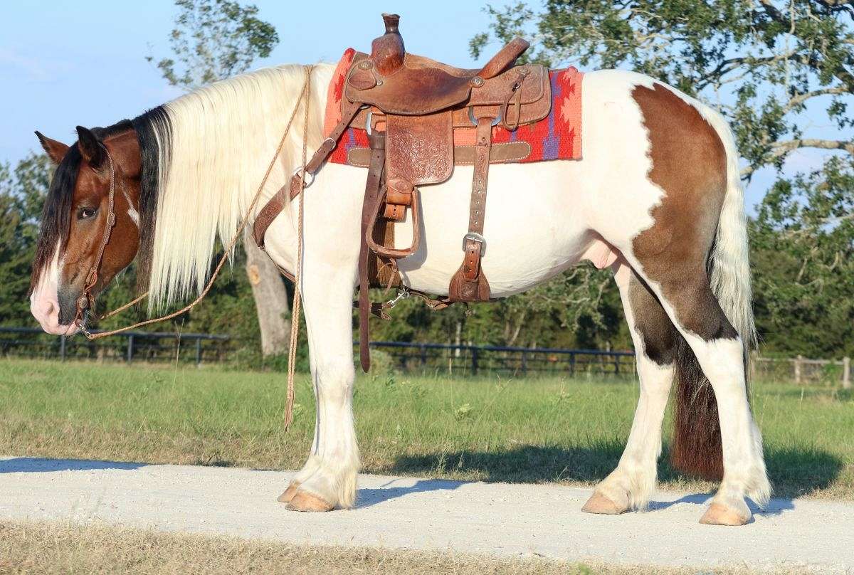 ⭐️Showstopper / Trail Ride Deluxe ⭐️