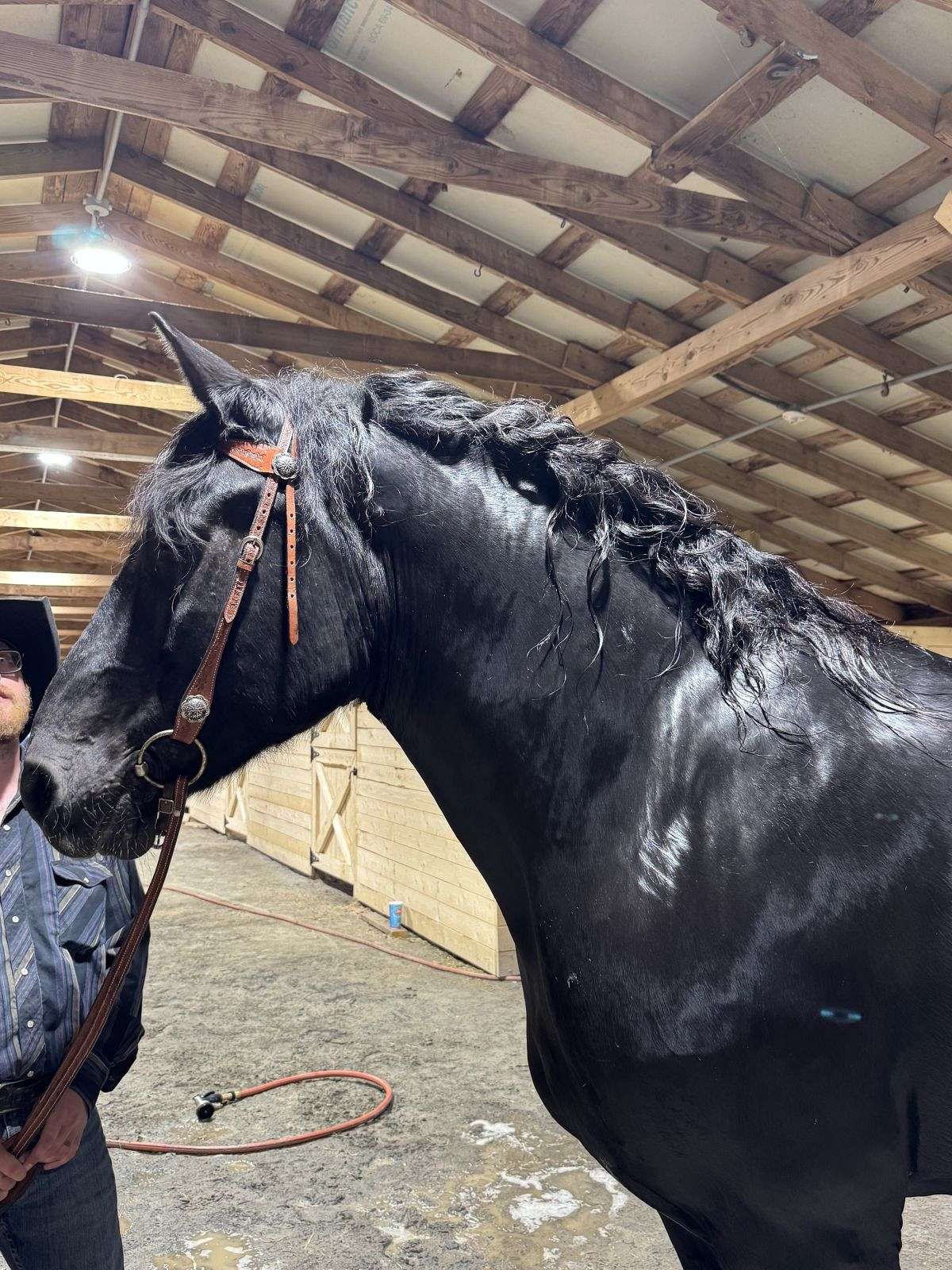 Seraphina”. Stunning 16.2 HH Beginner Friendly All Around Pleasure Mare