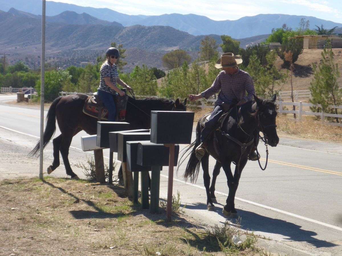 Beautiful Andalusian Mare Family Horse