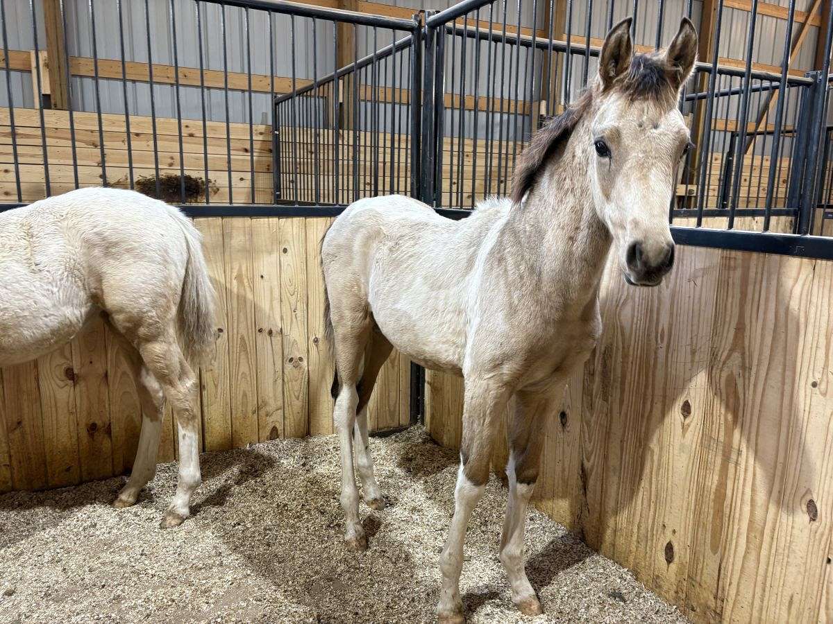 Arabian Saddlebred Buckskin Tobiano Colt