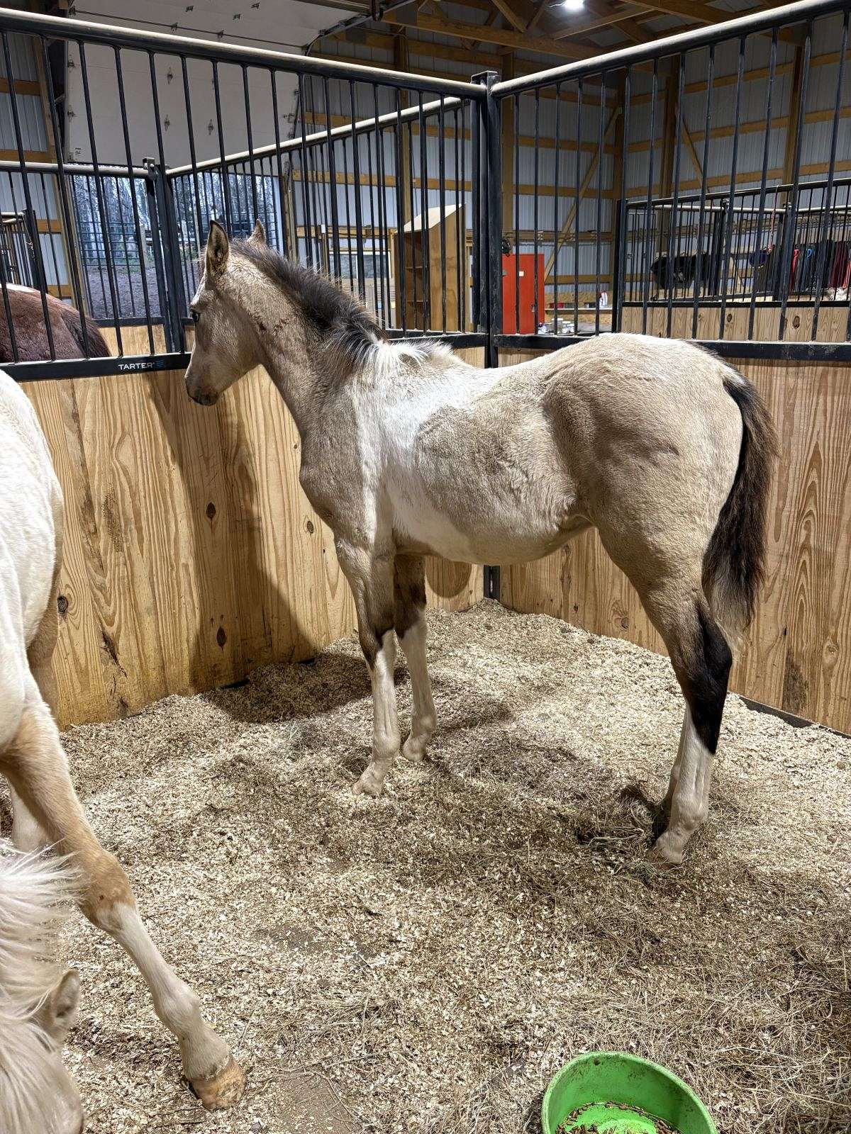 Arabian Saddlebred Buckskin Tobiano Colt