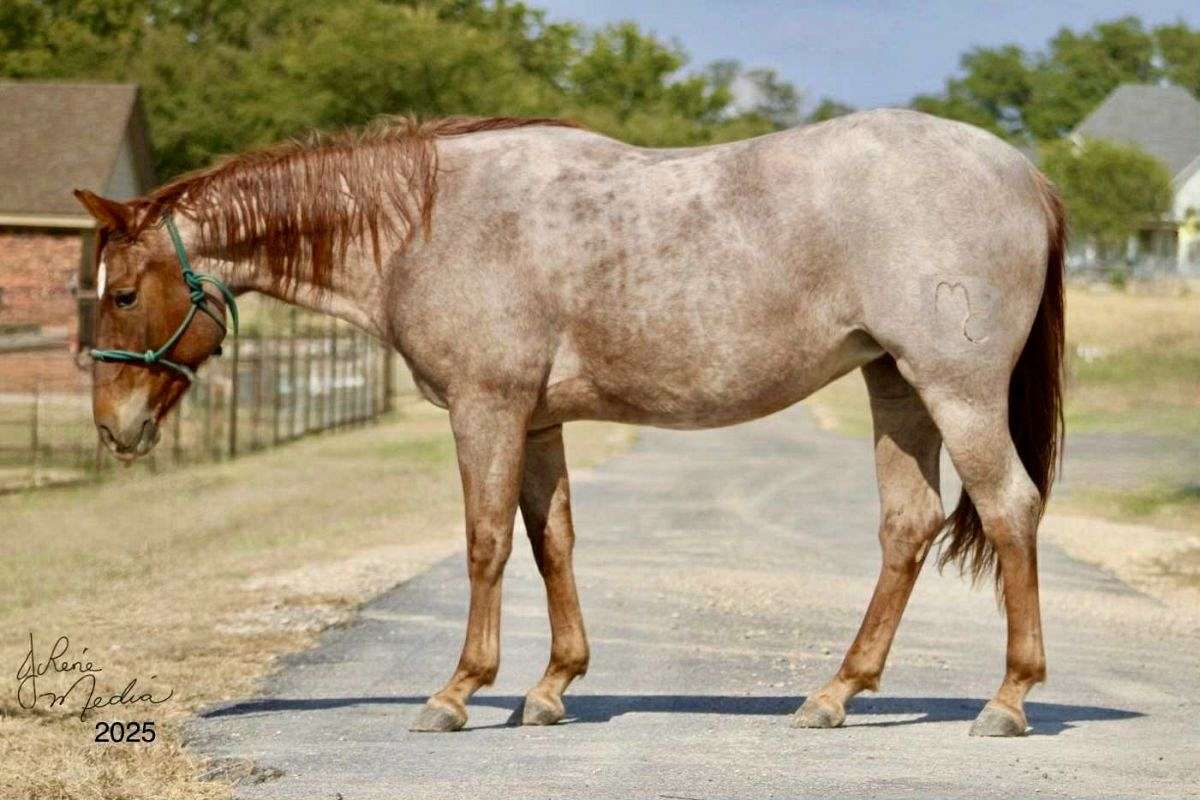 2023 "Miss Lena Chickasha" Metallic Cat Granddaughter