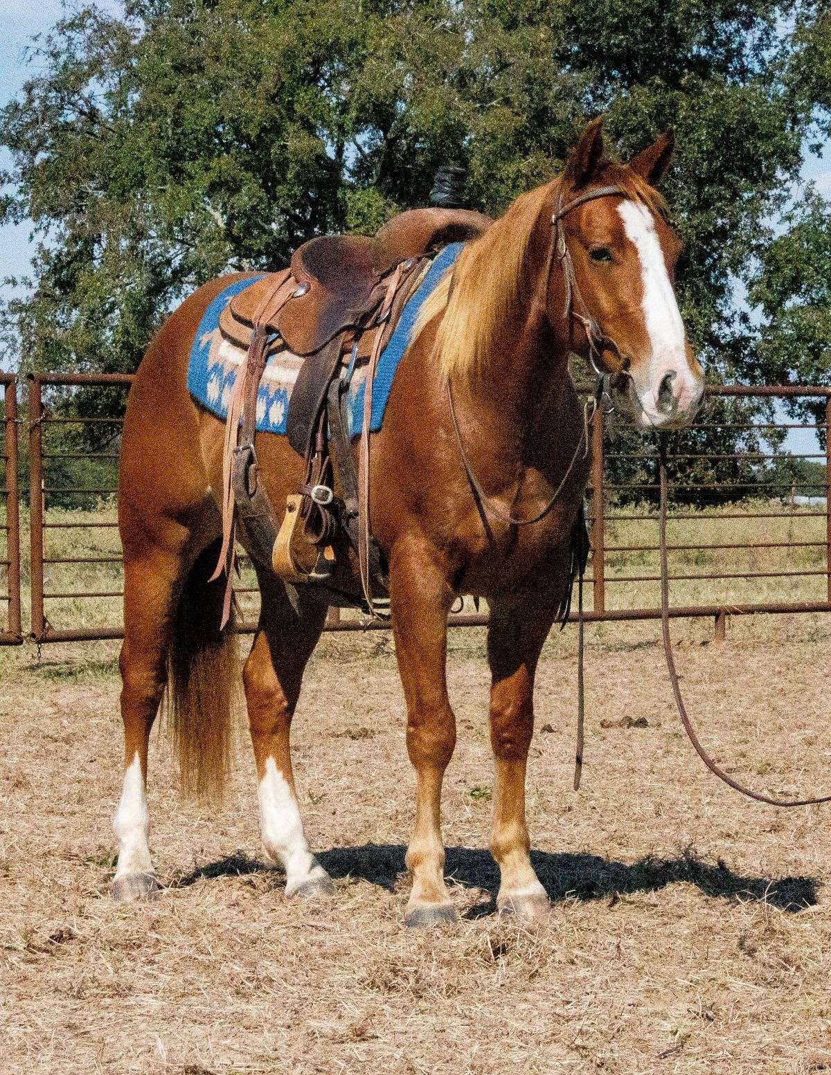 Phenomenal All-Around Quiet Gelding, Great Ranch Versatility Prospect!