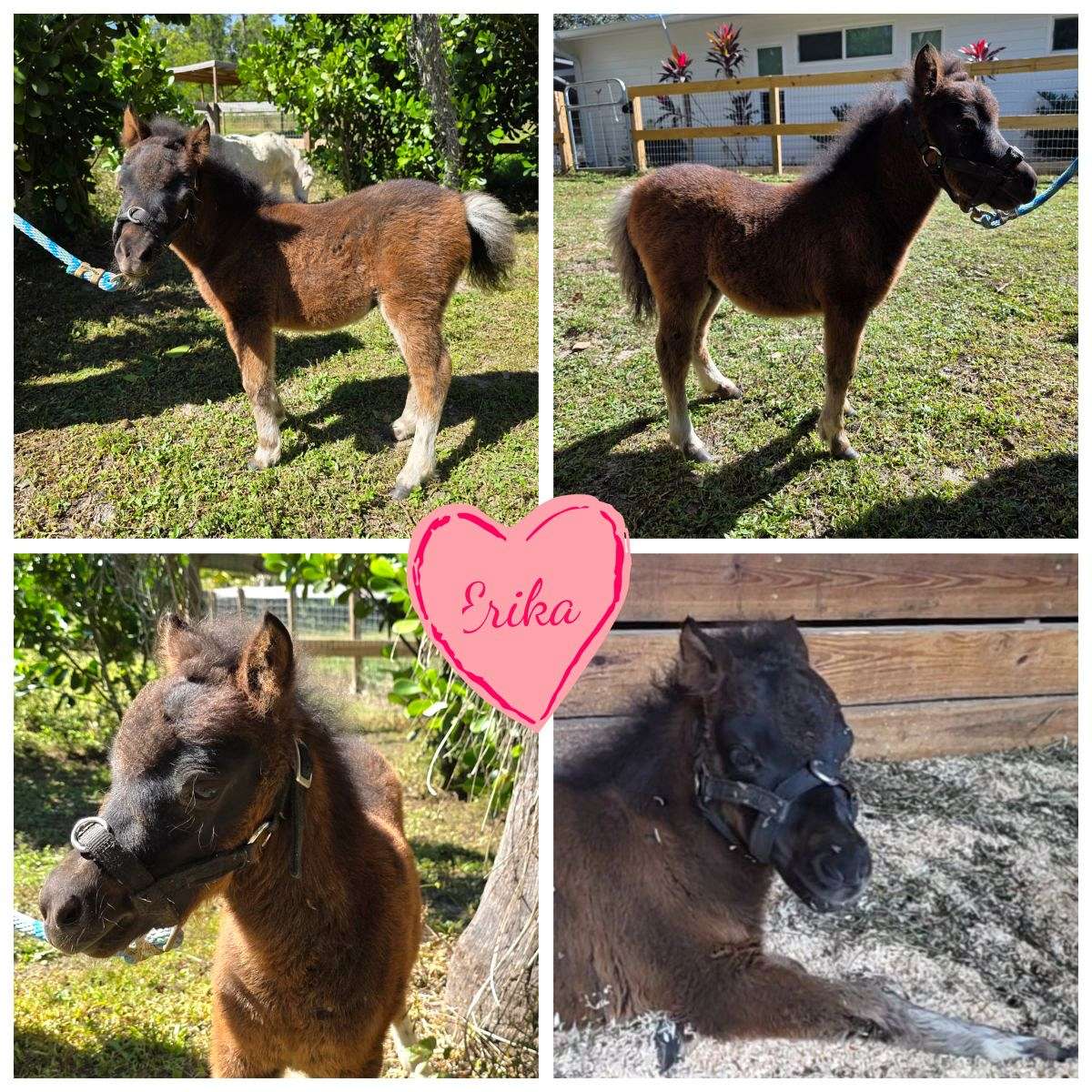 Tiny Mini Filly 28in Full Grown