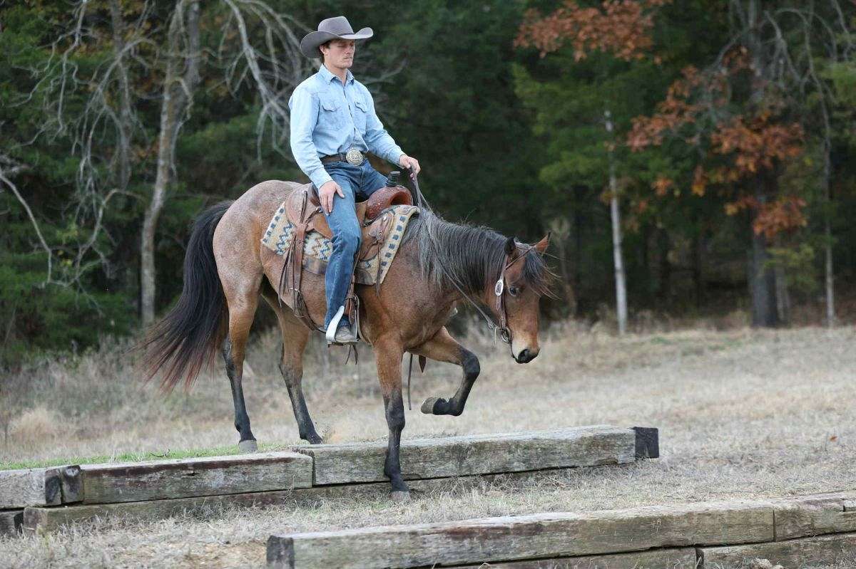 Top Prospect, Rope, Ranch, Trail Horse, Online Auction!