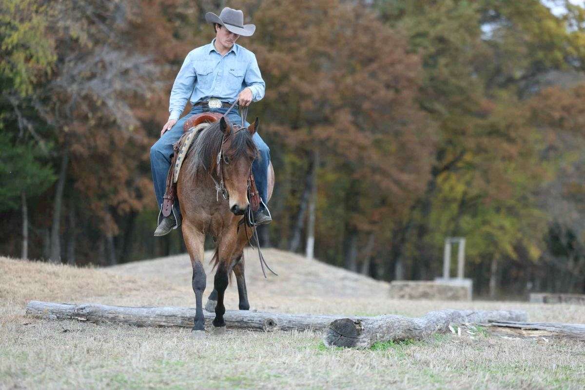 Top Prospect, Rope, Ranch, Trail Horse, Online Auction!