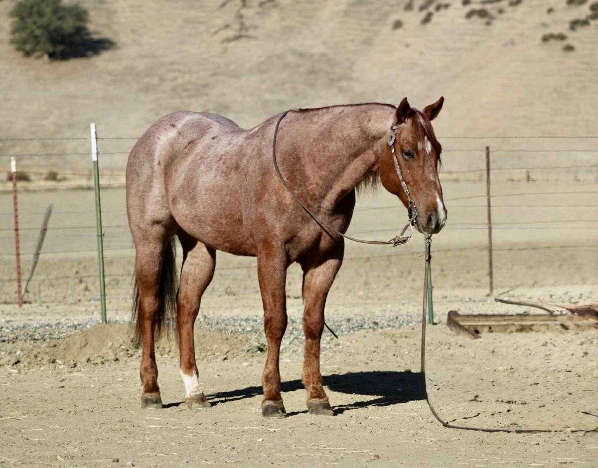 Beautiful Red Roan, Family Safe, Ranch, Trail Horse, Online Auction!