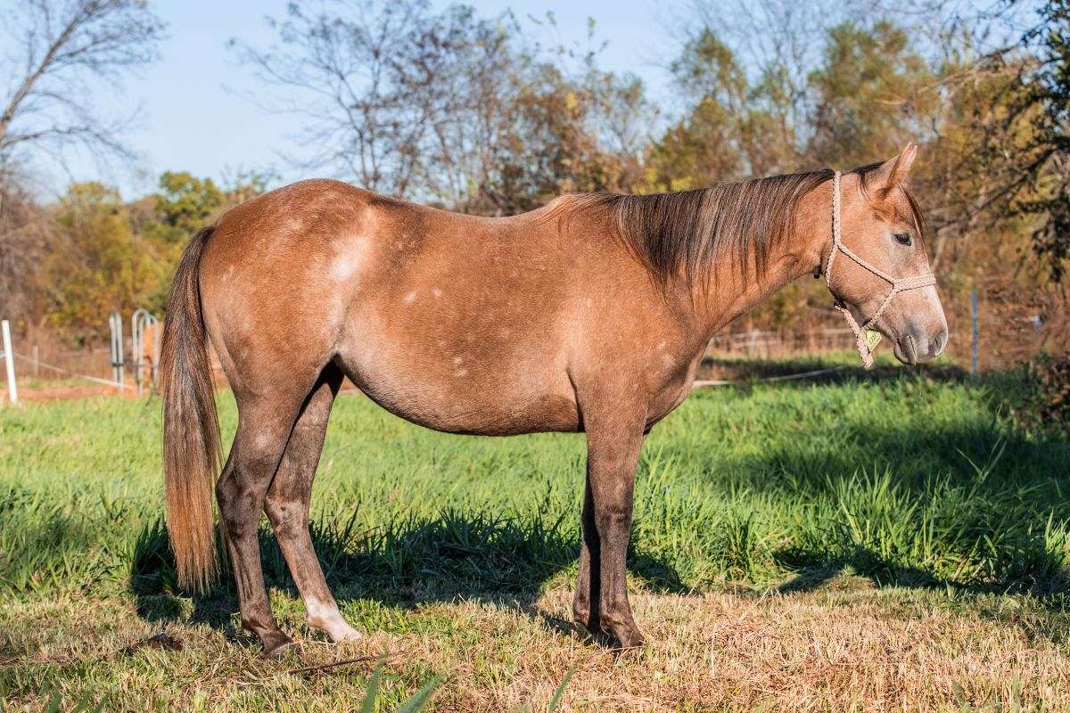 Fancy Playgun Filly