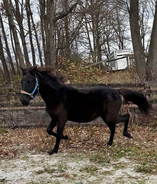 Big Black Homozygous Morgan Colt