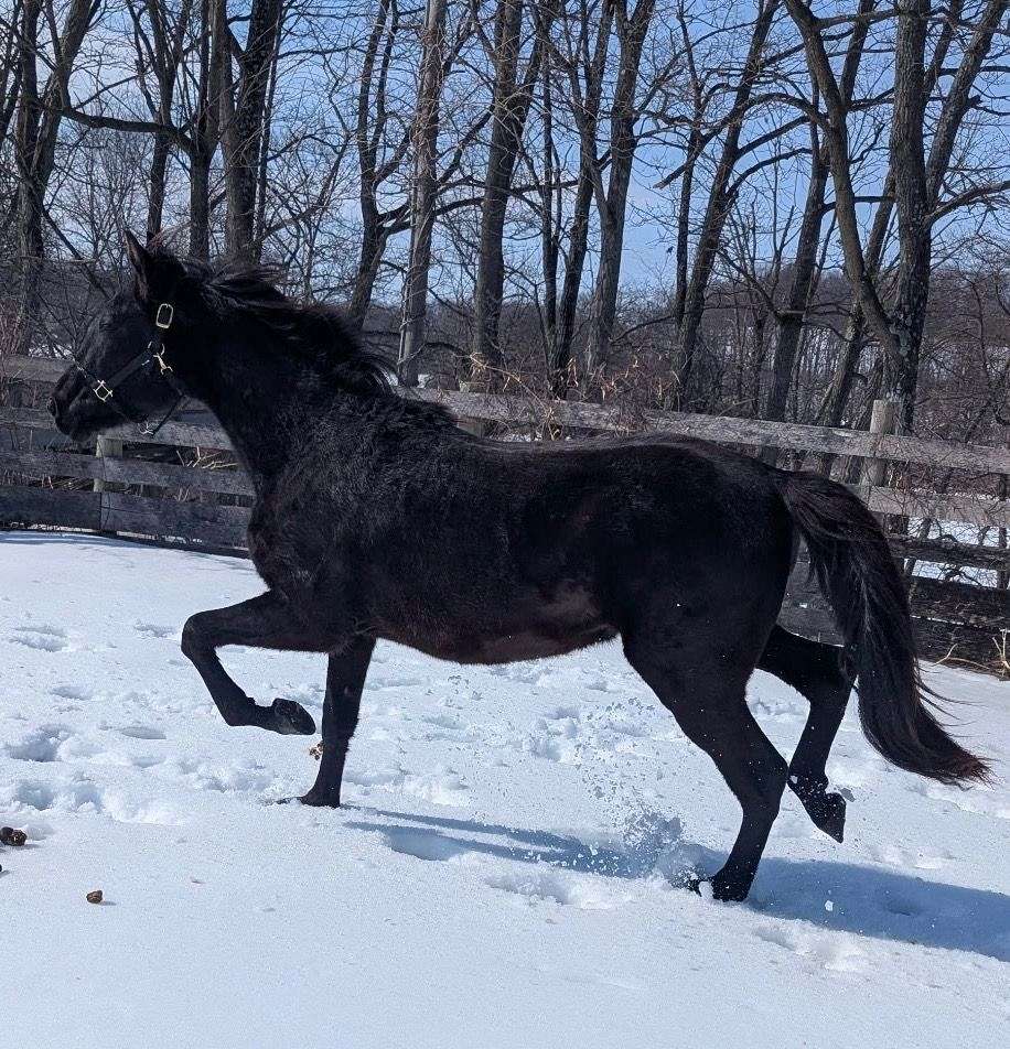 Big Black Homozygous Morgan Colt
