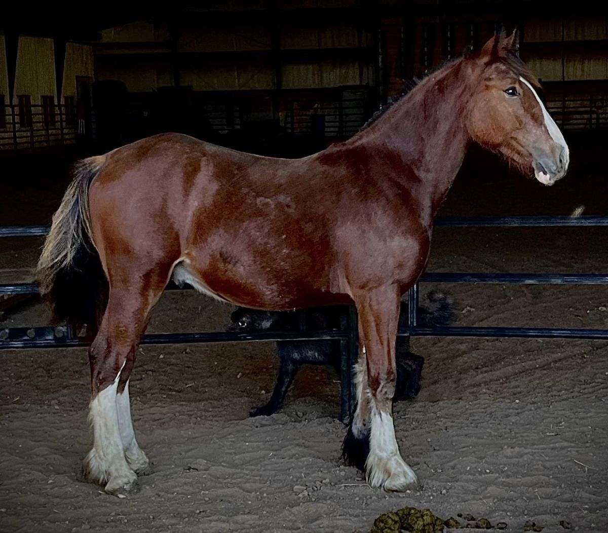 Gypsy Cross Gelding
