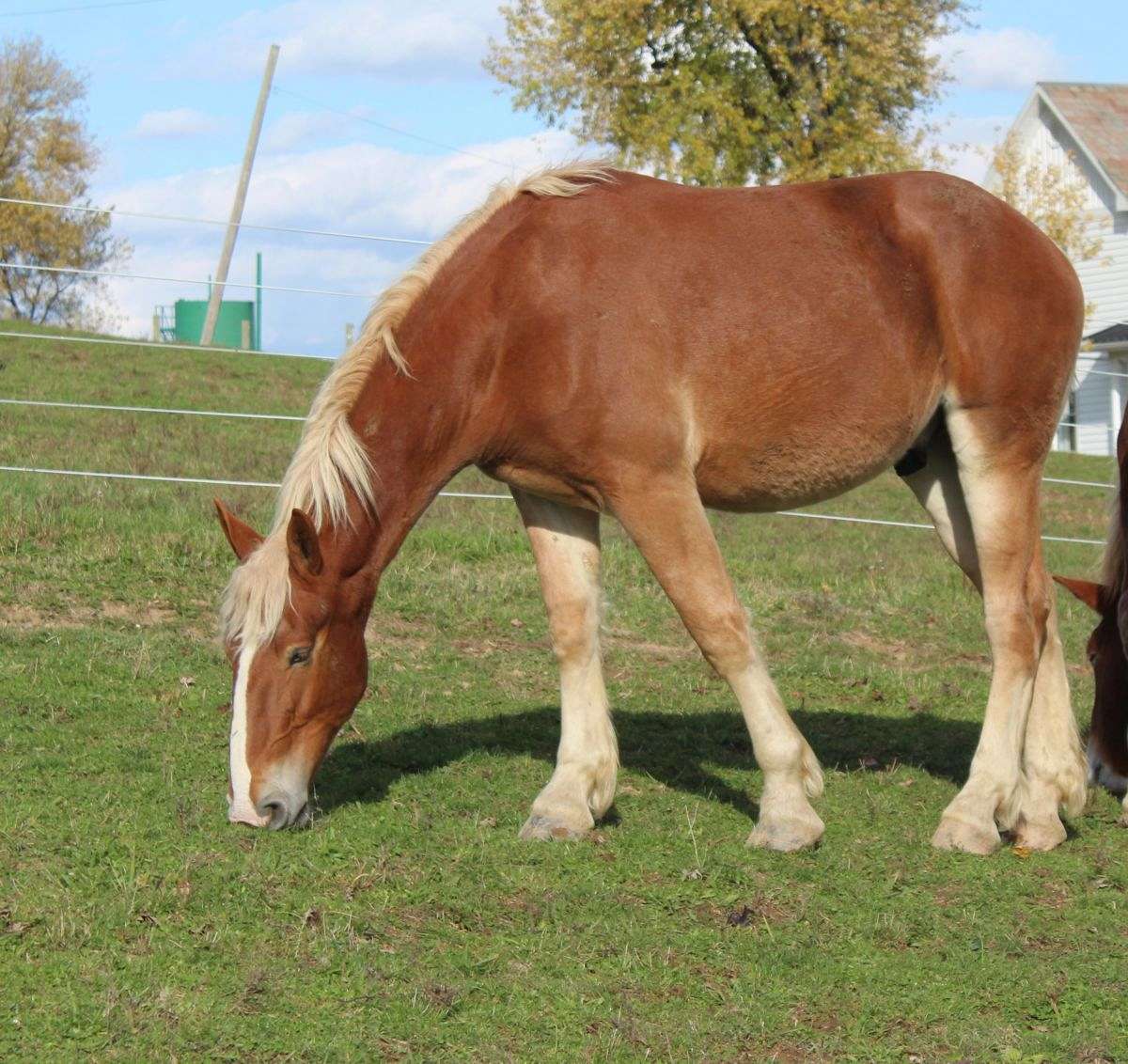 Reggie, Belgian Gelding