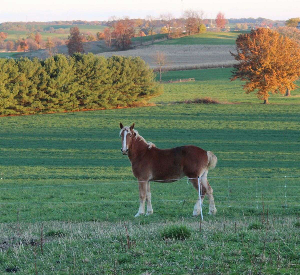 Reggie, Belgian Gelding