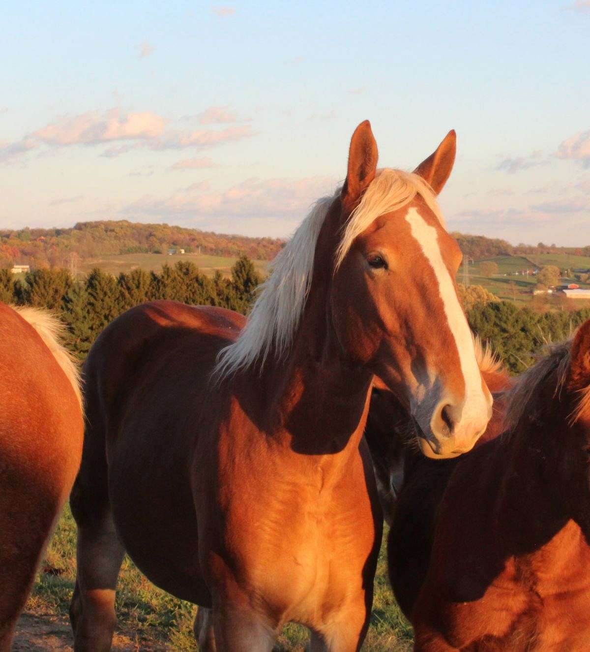 Reggie, Belgian Gelding