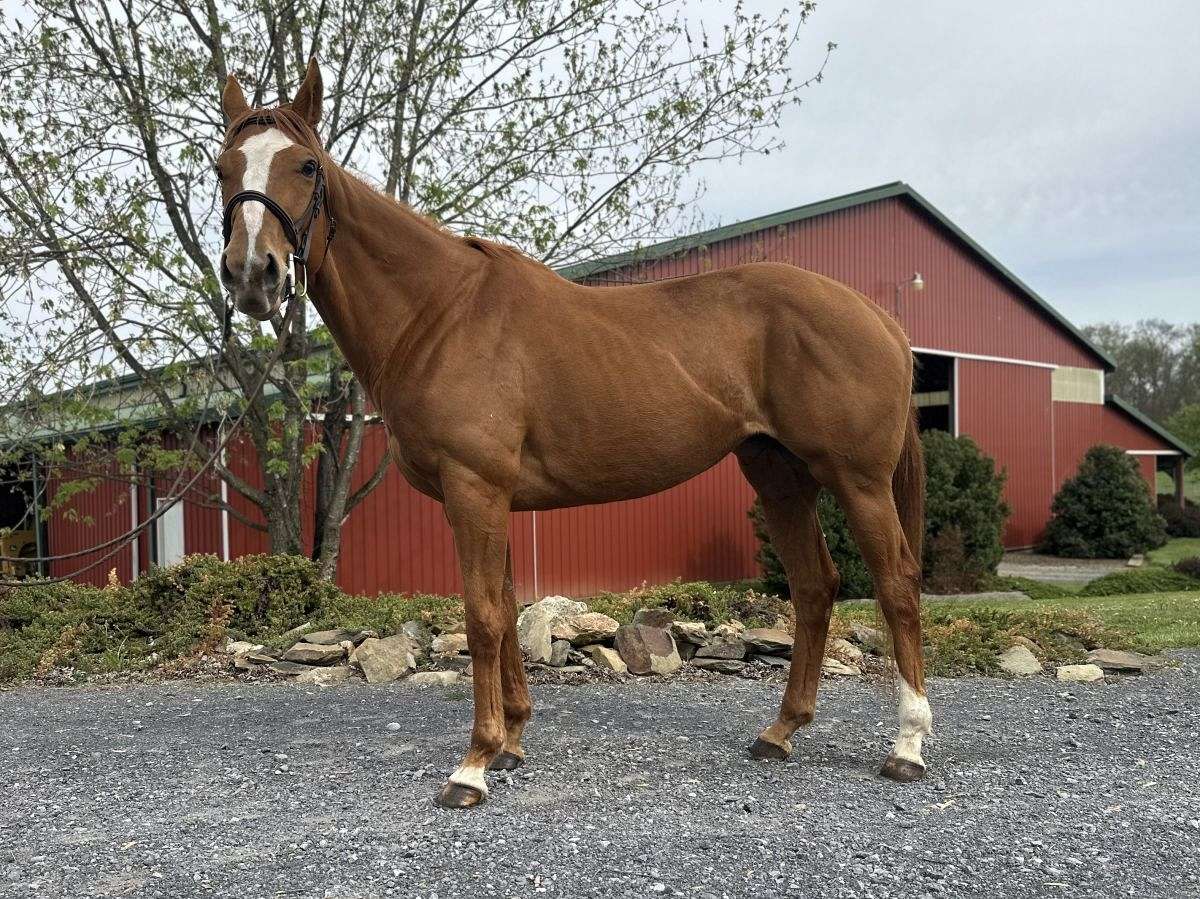 Happy & Willing OTTB Mare Ready for Partner