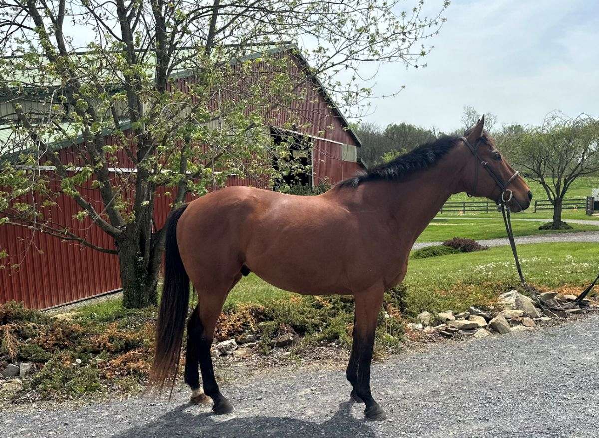 Athletic & Smart OTTB Gelding Ready for Any Discipline