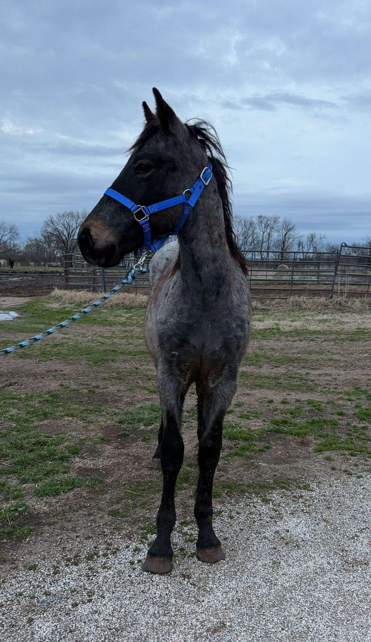 2025 Roan Quater/Draft Cross