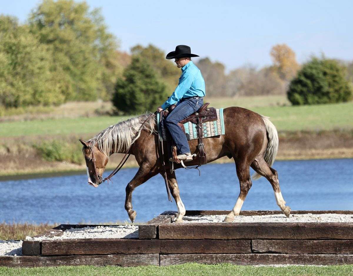 Tfr Viper Baca - Extremely Cowy & Athletic 5 yo Palomino AQHA Gelding!