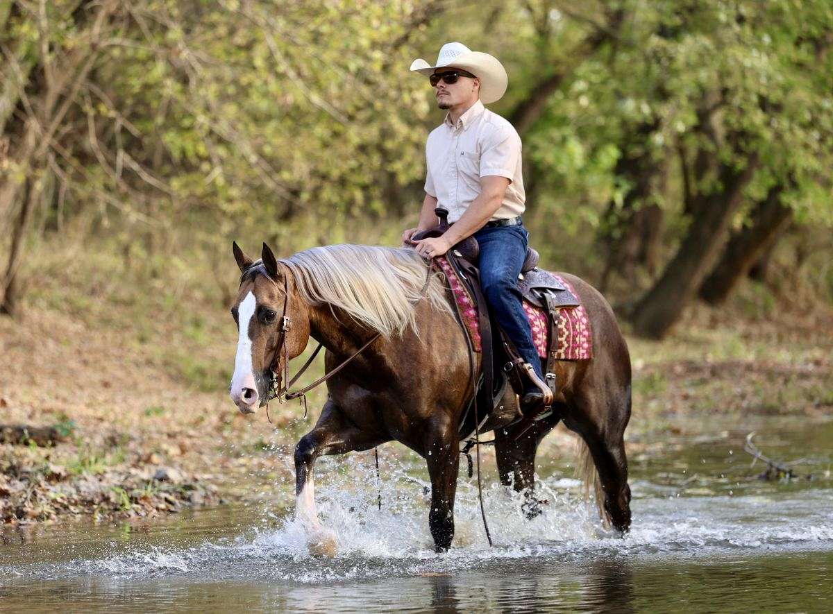 Tfr Viper Baca - Extremely Cowy & Athletic 5 yo Palomino AQHA Gelding!