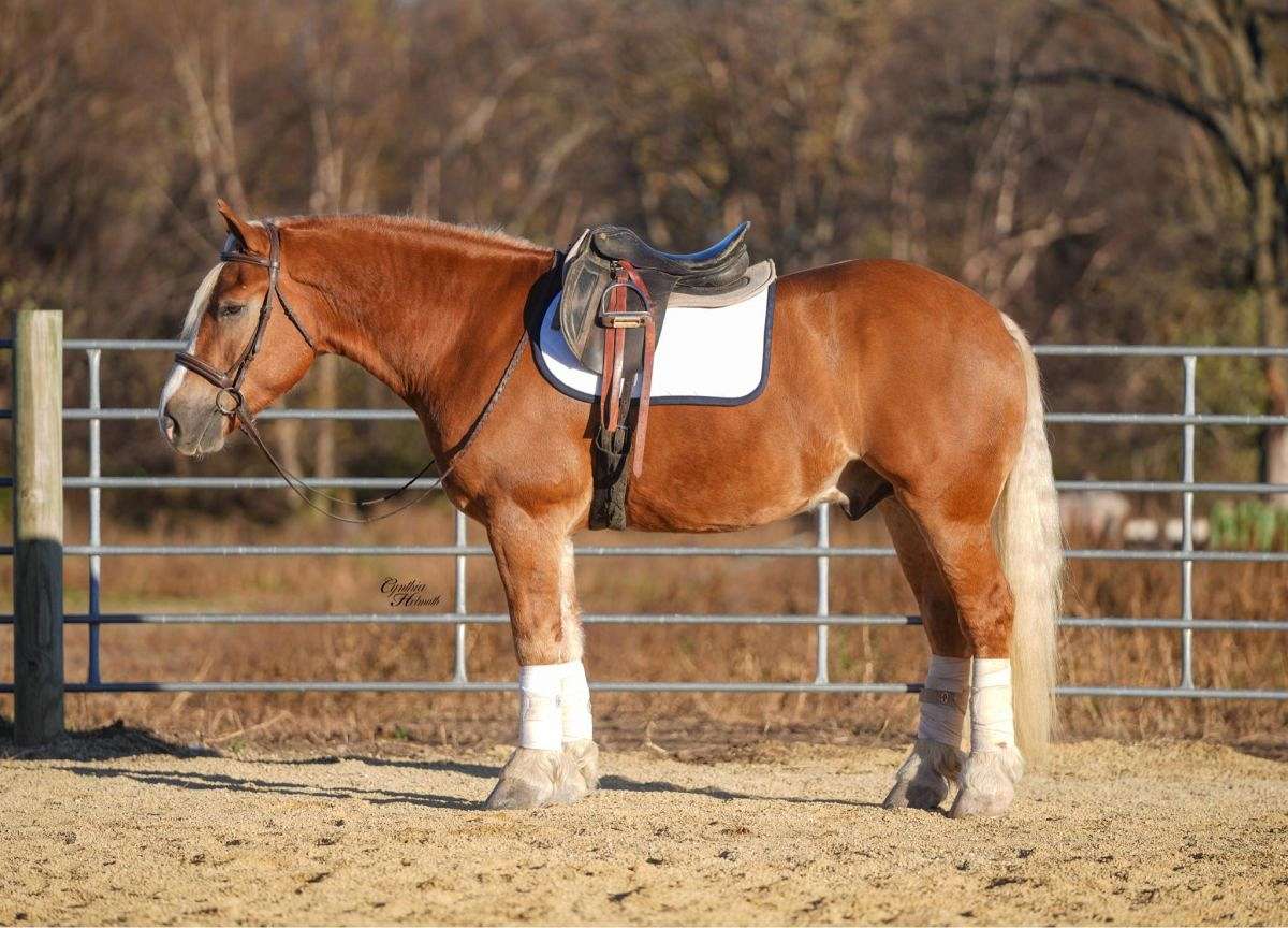 Patrick - Great All-Around Horse 5 yo Palomino Draft Cross Gelding!