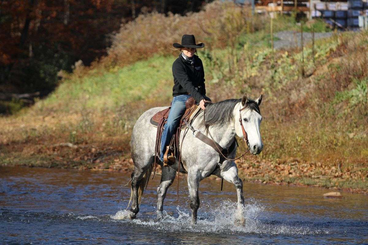 Moon - Extremely Broke All-Around Horse 8 Yr Old Grey AQHA Gelding!