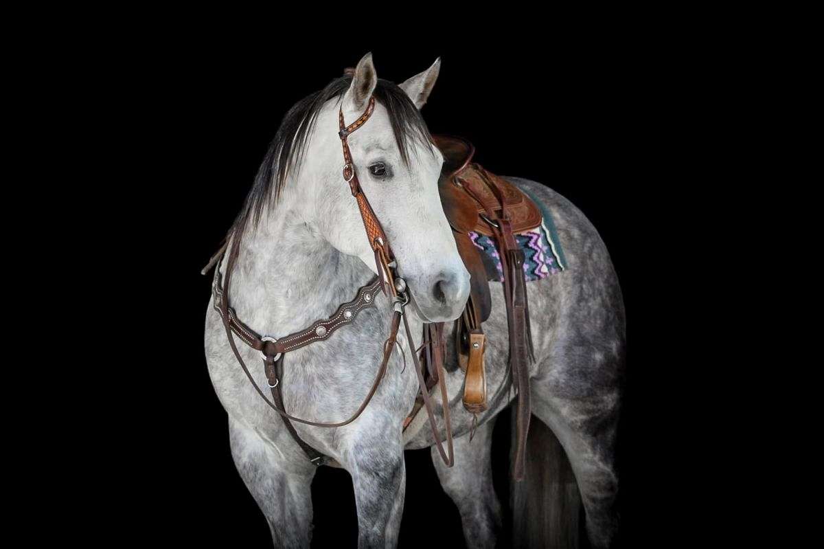 Moon - Extremely Broke All-Around Horse 8 Yr Old Grey AQHA Gelding!