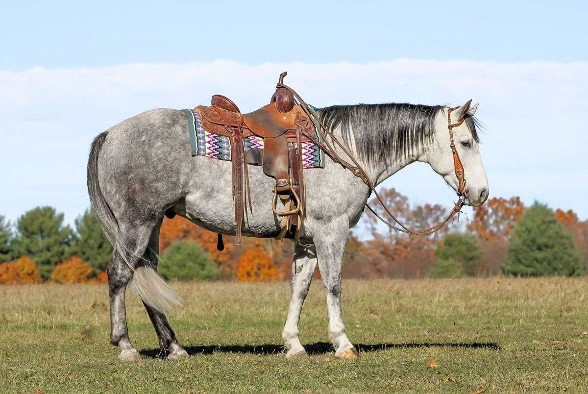 Moon - Extremely Broke All-Around Horse 8 Yr Old Grey AQHA Gelding!