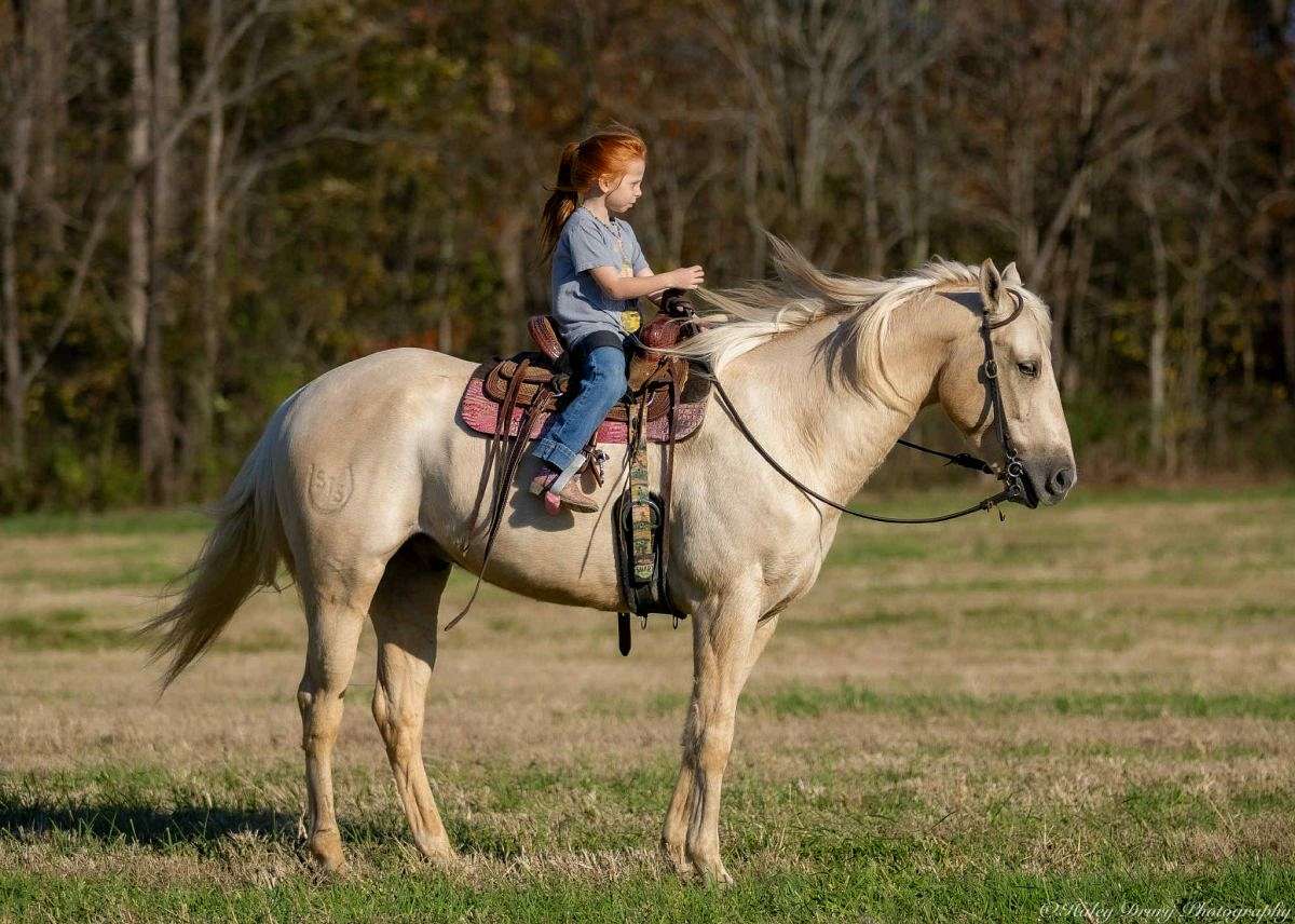 Milo - Dependable All-Around Horse 7 Yr Old Palomino QH Gelding!