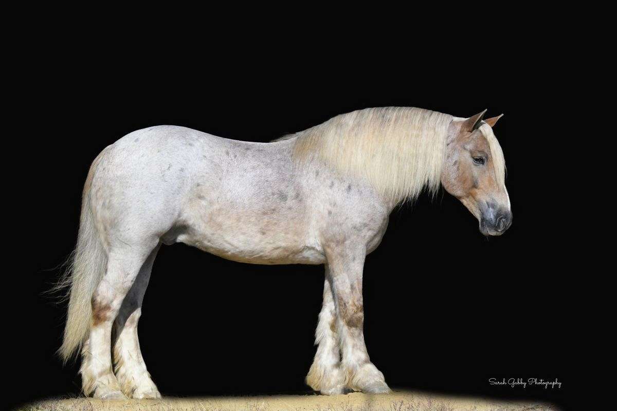 Maverick - Ideal All-Around Horse 8 yo Strawberry Roan Gypsy Cross Gelding!