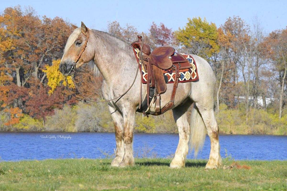 Maverick - Ideal All-Around Horse 8 yo Strawberry Roan Gypsy Cross Gelding!